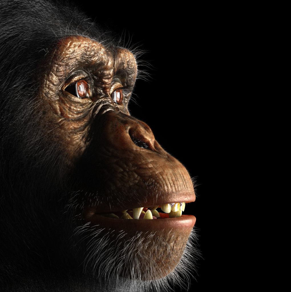 Coexistência Hominídea: o Homo Sapiens e sua convivência com outros ...
